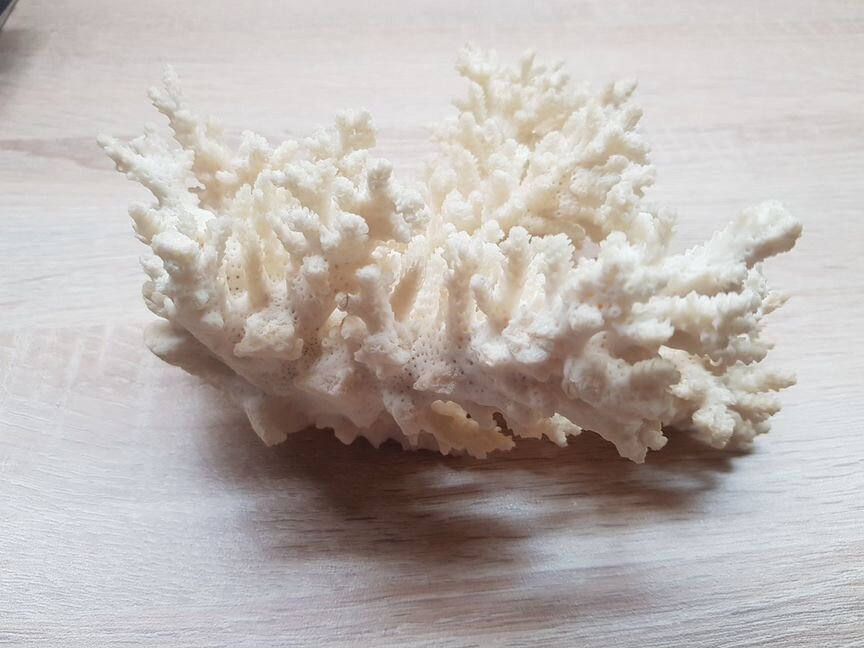 Коралл натуральный необработанный