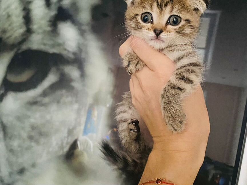 Шотландская тигруля