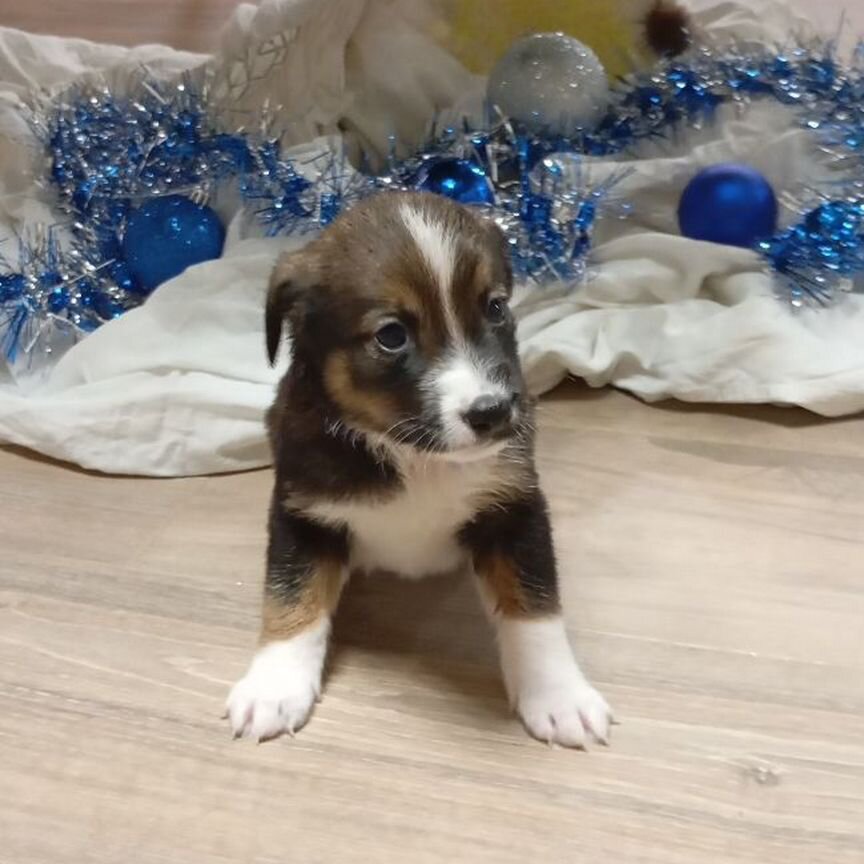 Щенки бесплатно