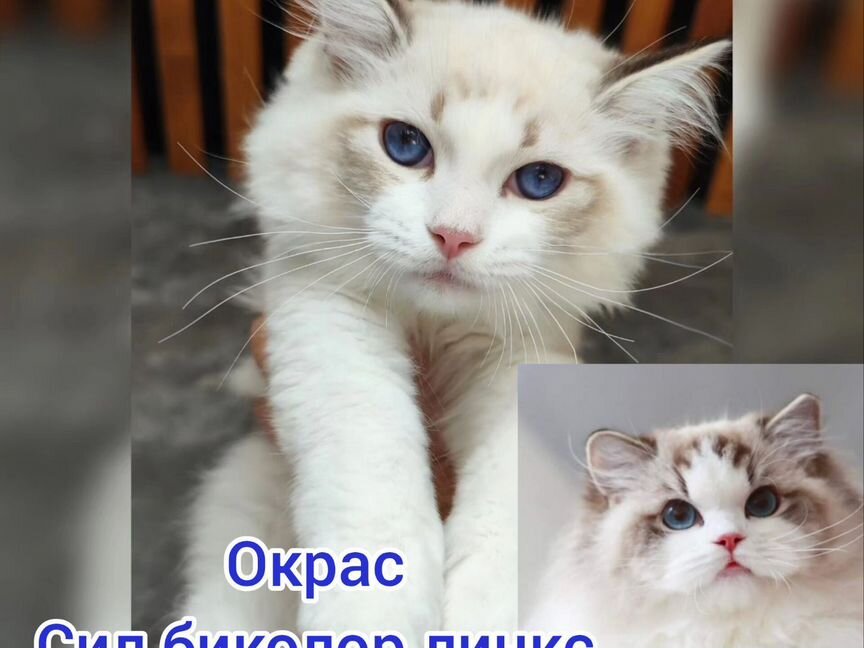 Аmigo, рэгдолл с родословной