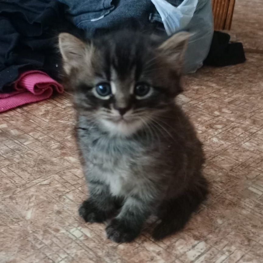 Отдам в добрые руки милых котят