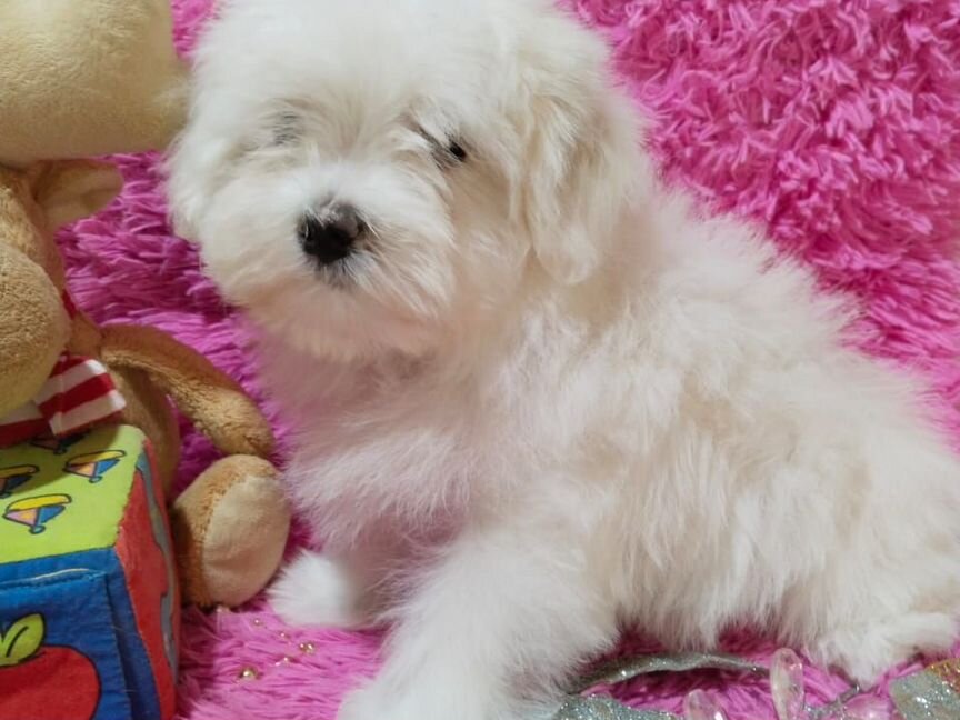 Мальчик мальтезе