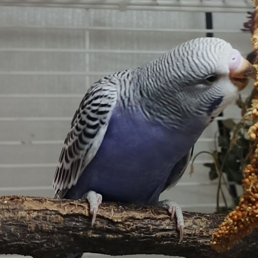 Волнистые попугаи