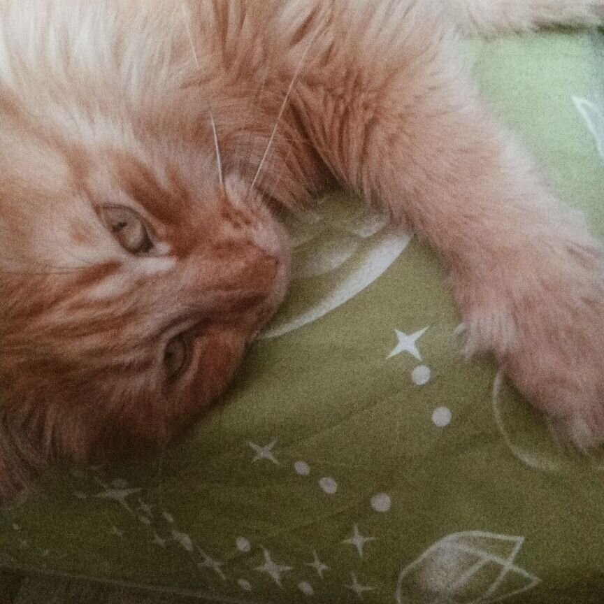 Кот породы мэйн-кун