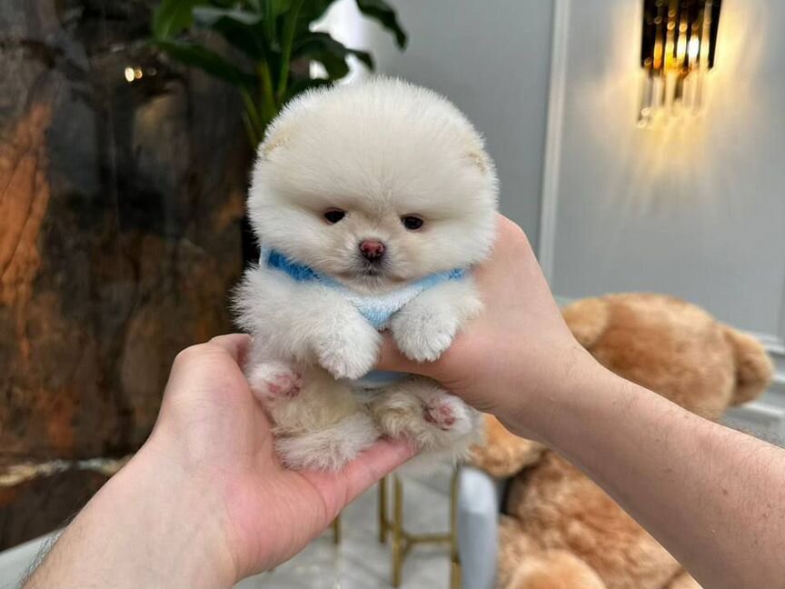 Померанский шпиц микро