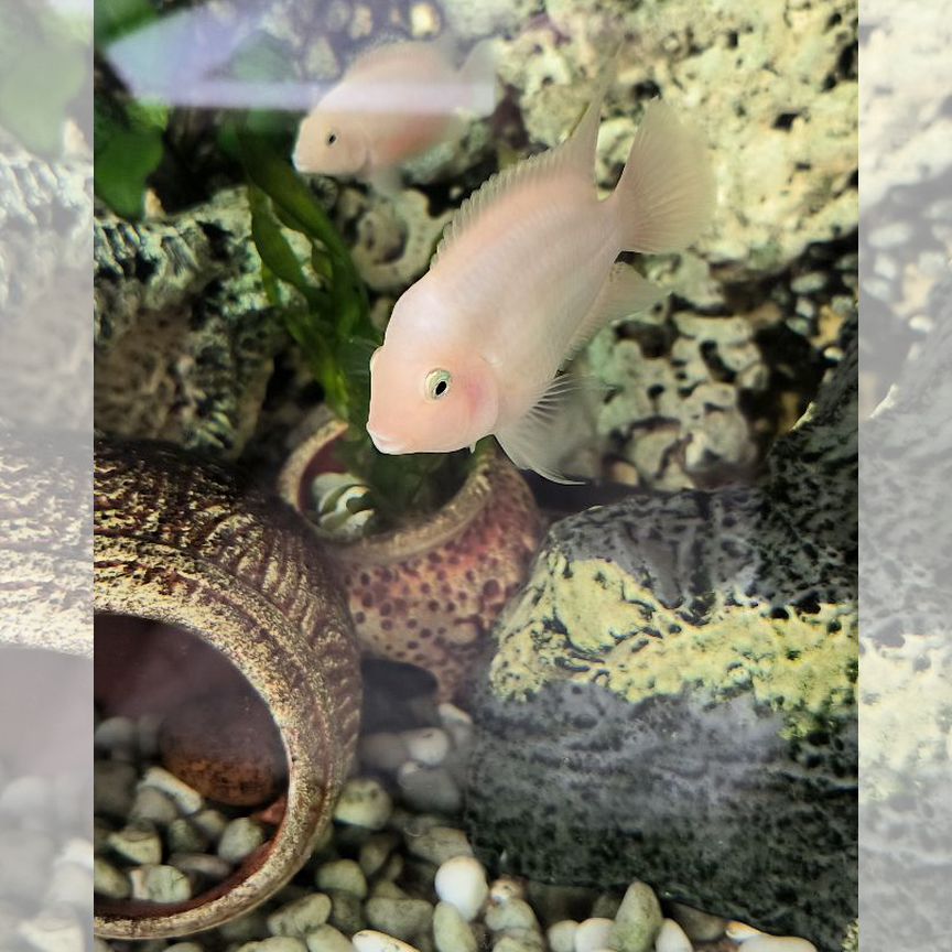 Цихлозома фламинго