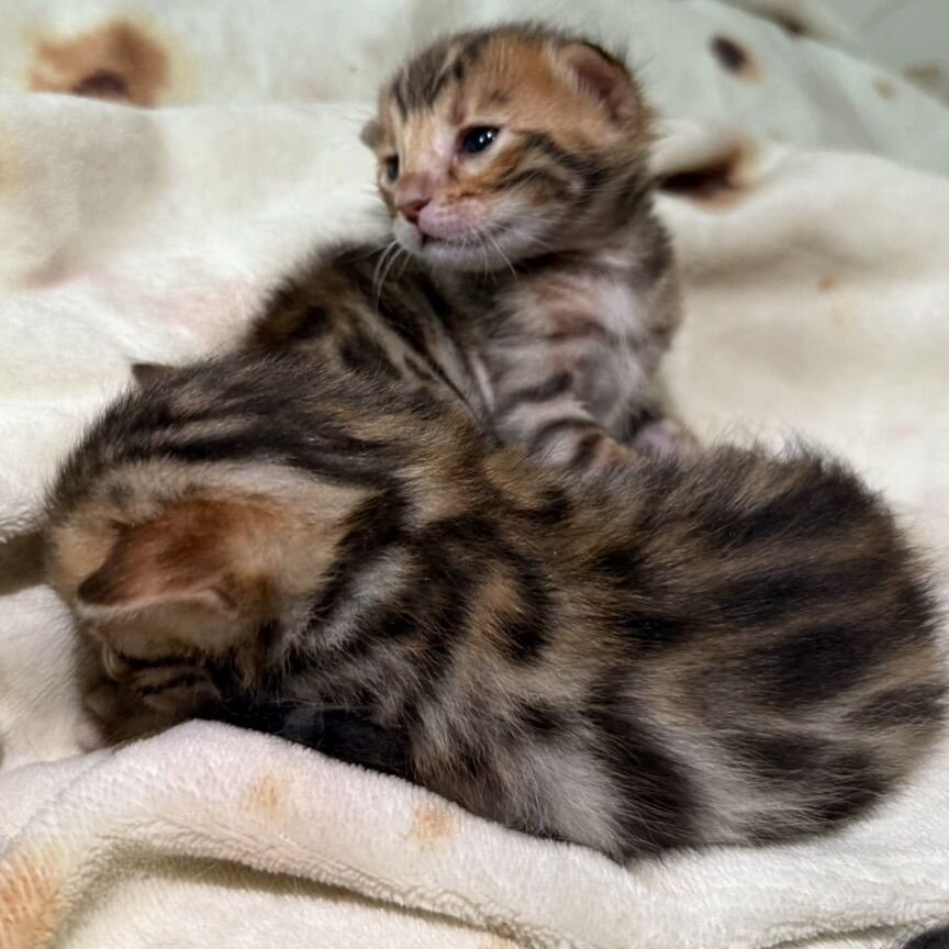 Бенгальские котята