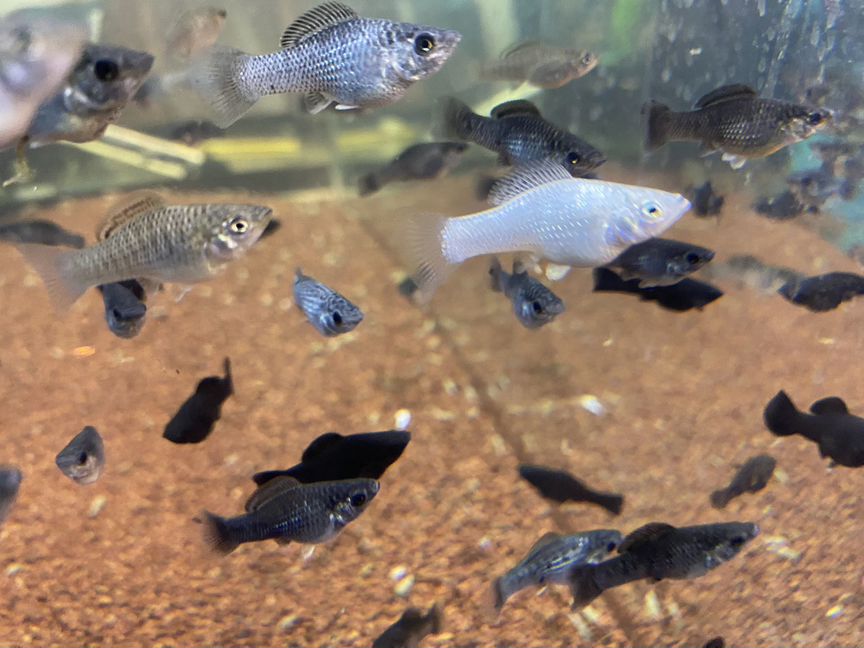 Моллинезия велифера