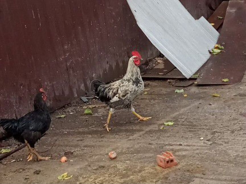 Продаю петуха 8 месяцов