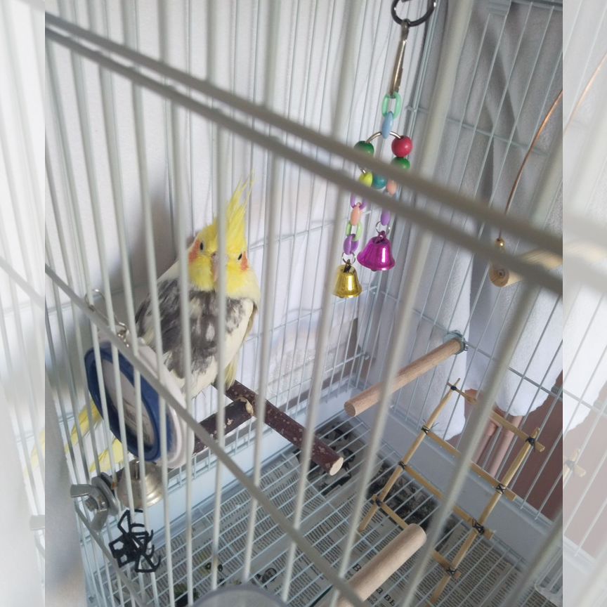 Попугай корелла мальчик с клеткой с присадой