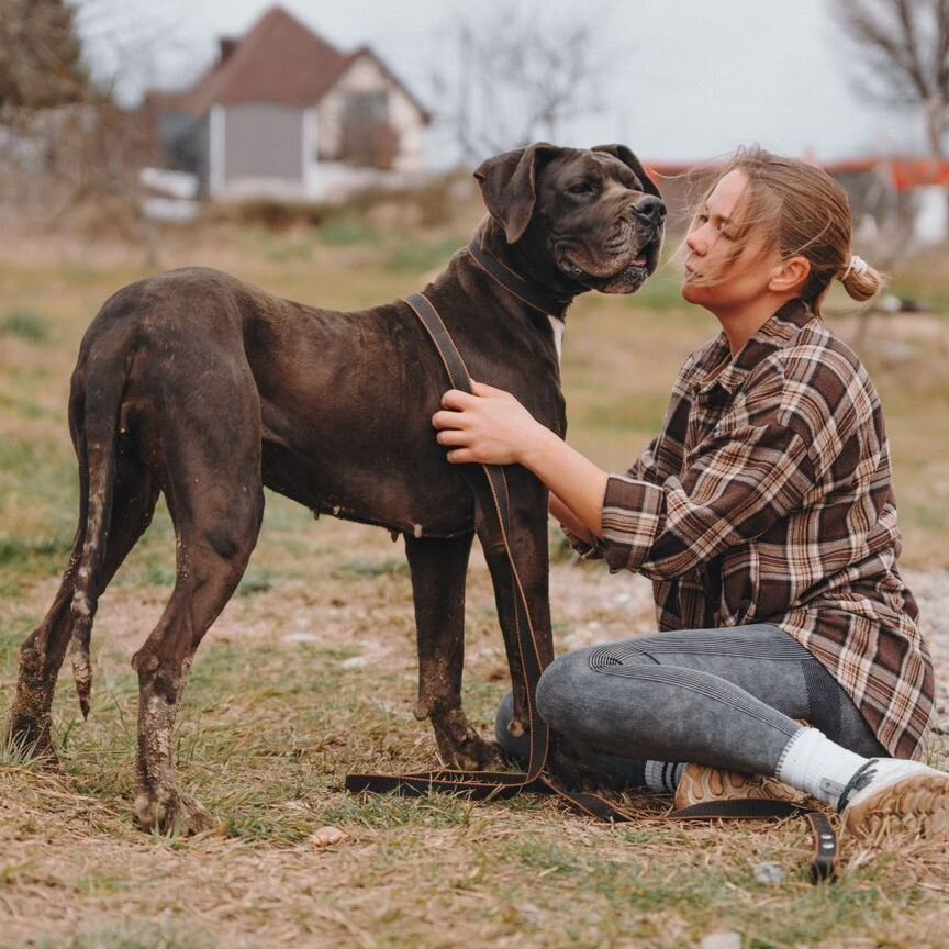 Немецкий дог, взрослая собака