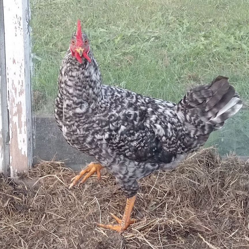 Молодые петухи