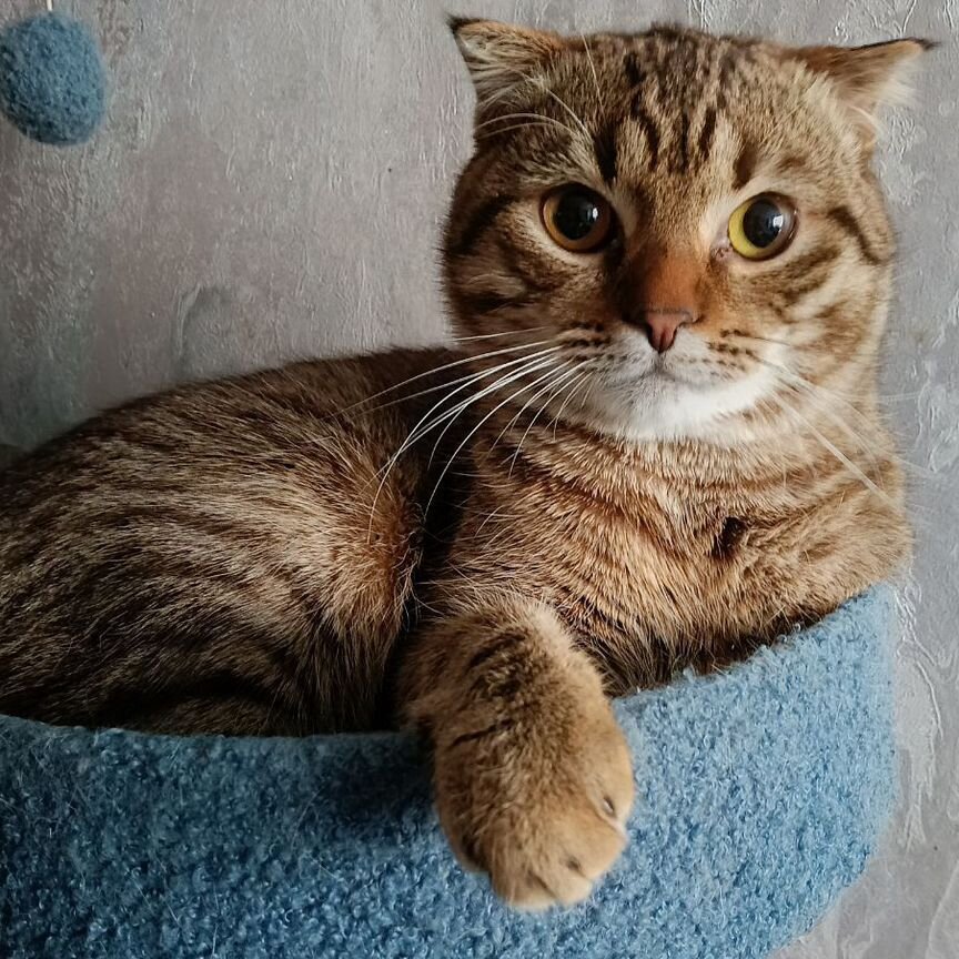 Шотландский вислоухий короткошёрстный, взрослый кот