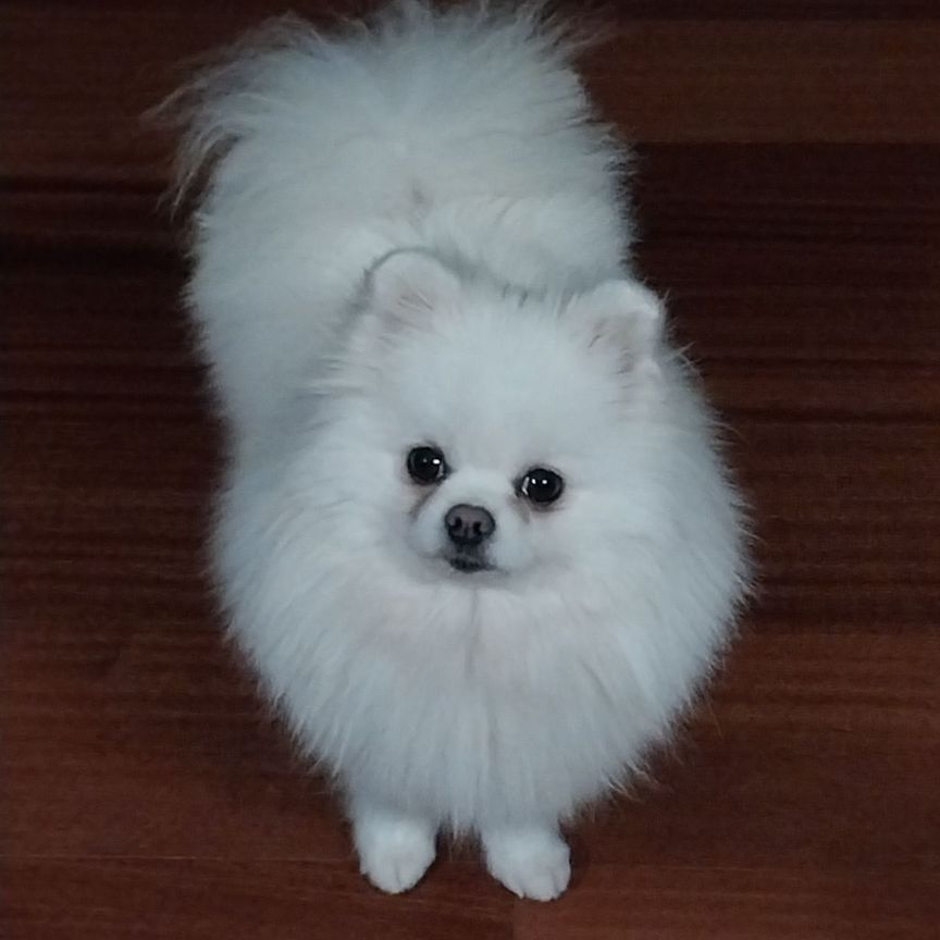 Белая помераночка Принцесса Монро