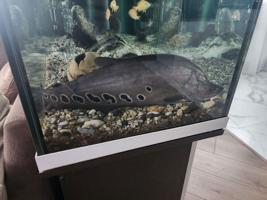 Индийский нож