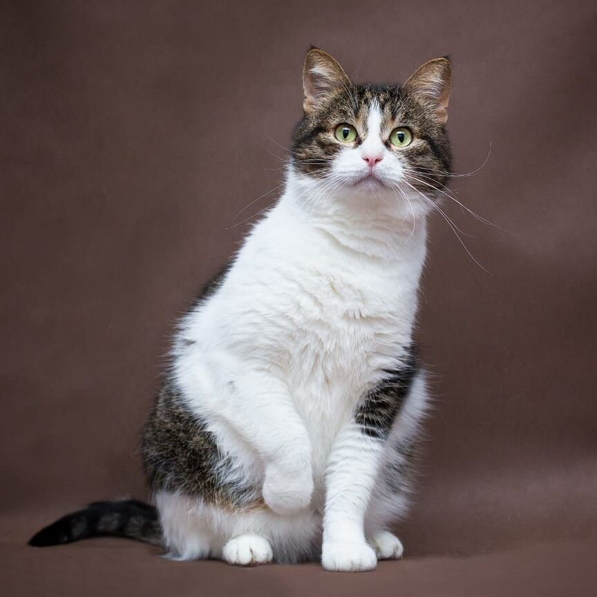 Барсель в поиске дома