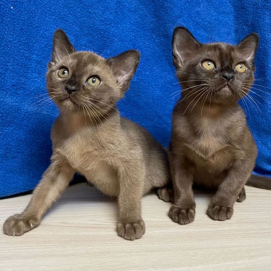 Бурманские котята