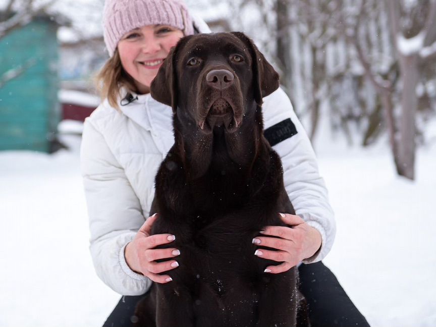 Девочка шоколадный лабрадор ретривер