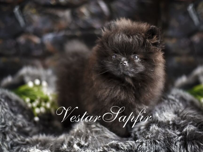 Девочка черного окраса померанский шпиц РКФ