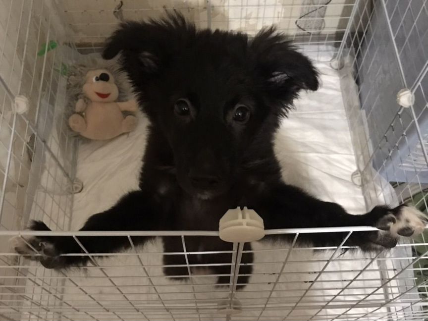 Собака в добрые руки