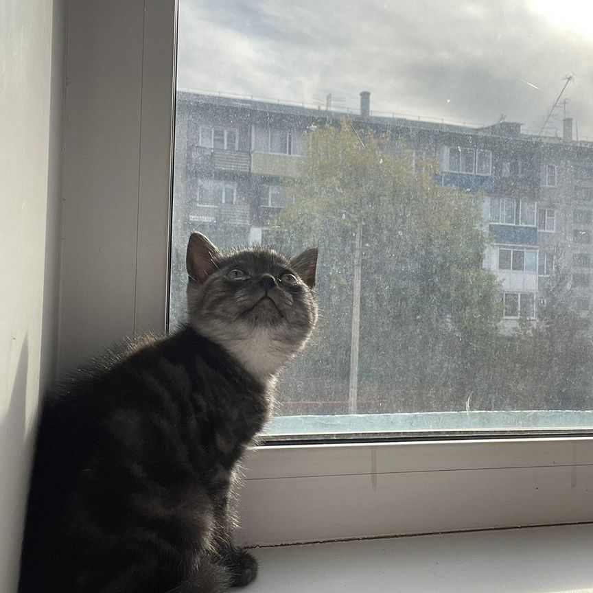 Шотладские котята