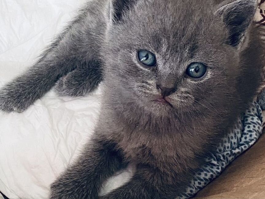 Британские котята