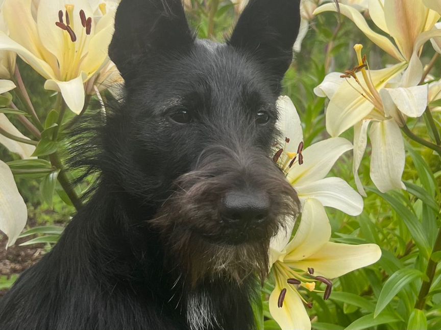 Собака в добрые руки