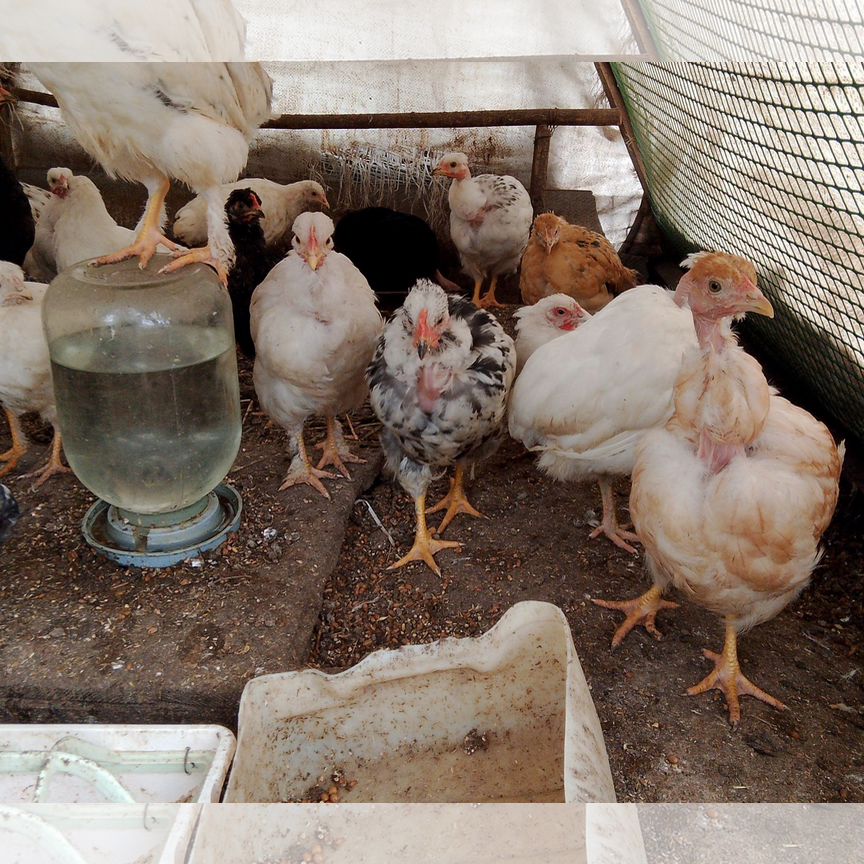 Куры молодки