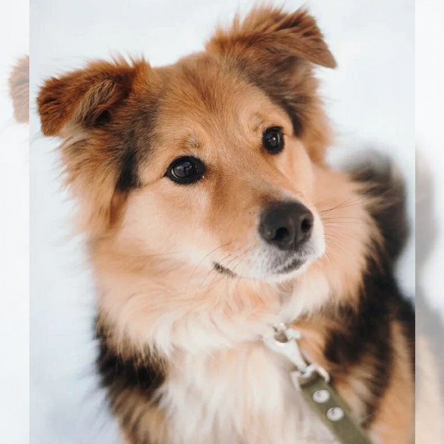 Взрослая собака в добрые руки