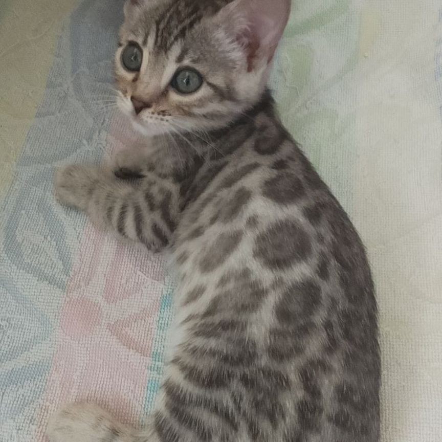 Бенгальская кошечка