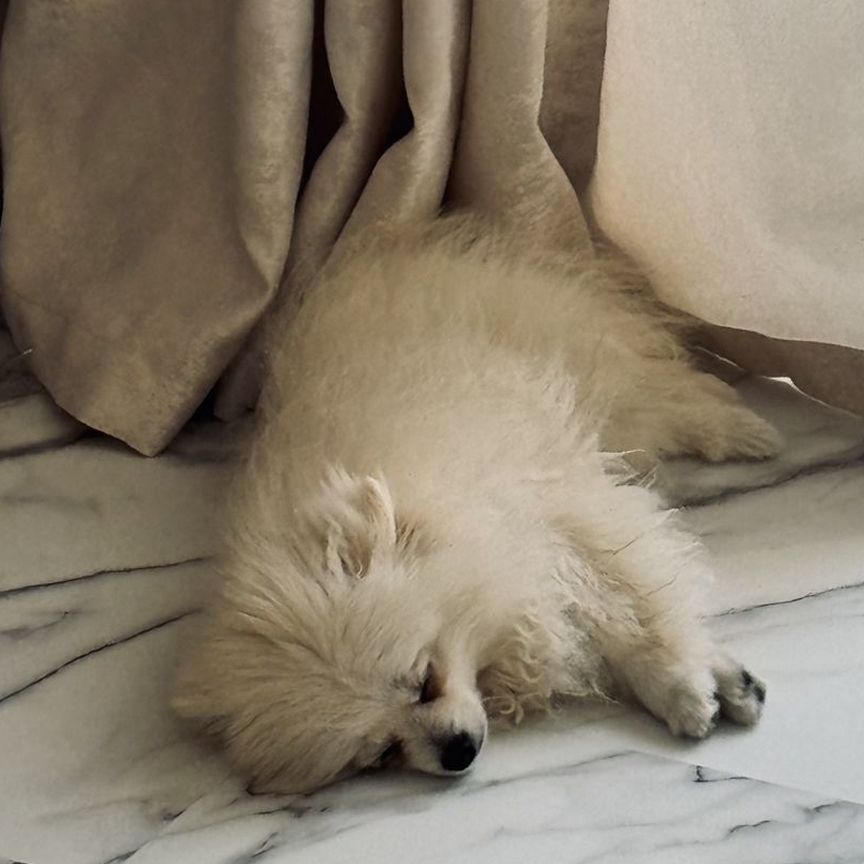 Померанский шпиц, щенок