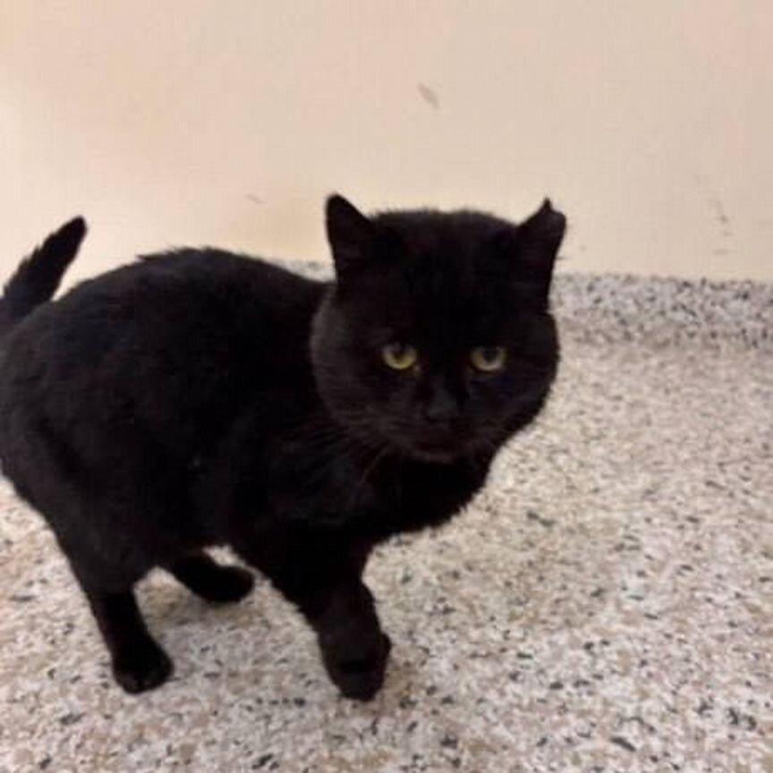 Европейская короткошёрстная кошка, взрослая