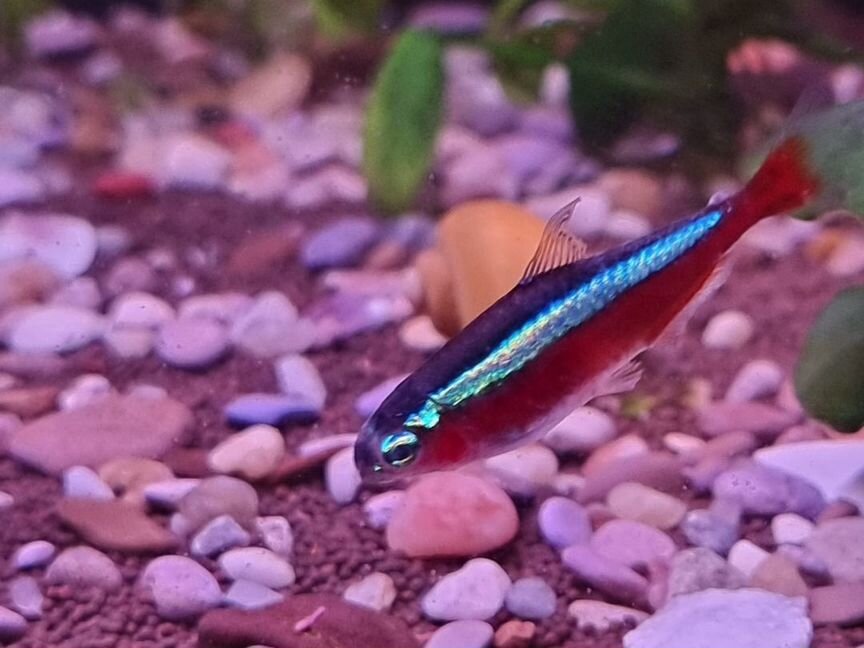 Аквариумные рыбки неоны