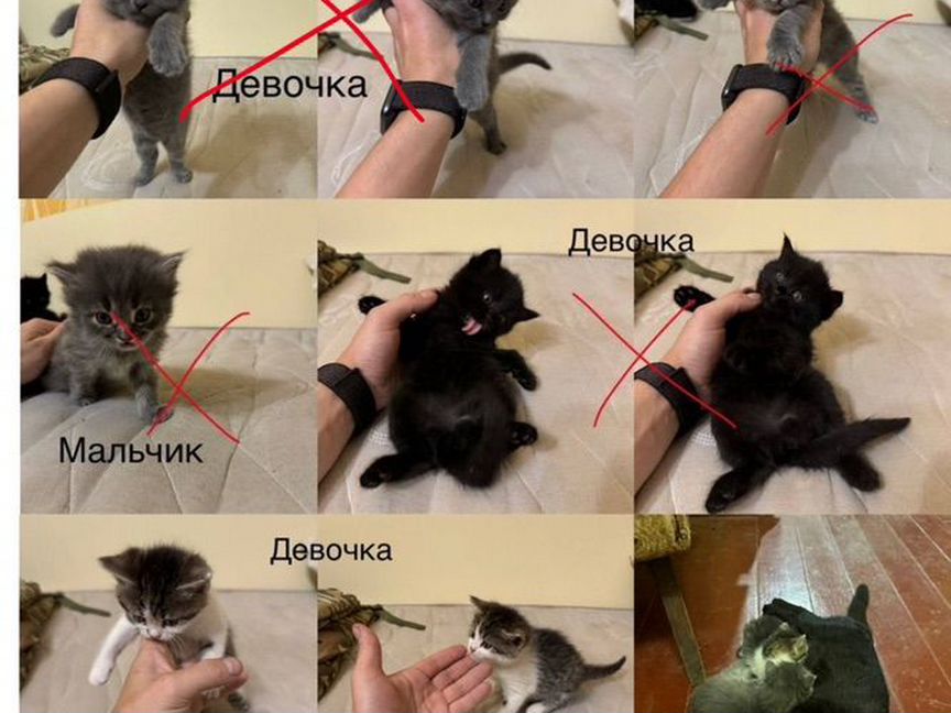 Котята в добрые руки