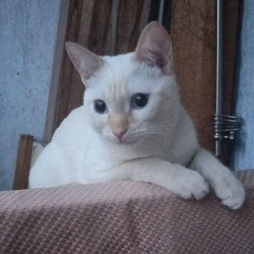 Пристраивается молодой котик