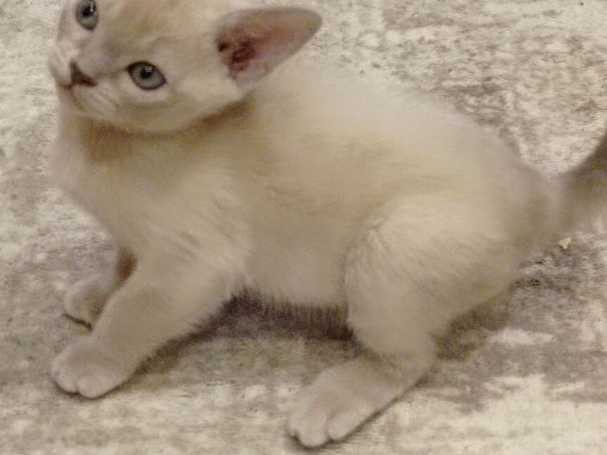 Лиловый и кремовый мальчики