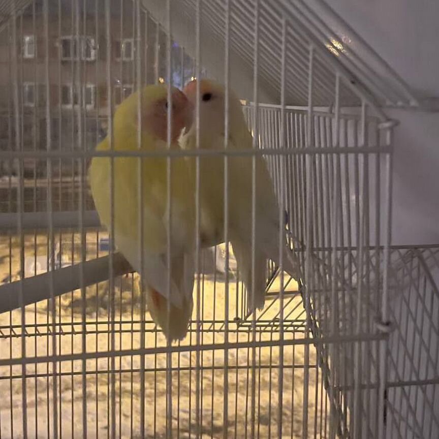 Попугай неразлучники