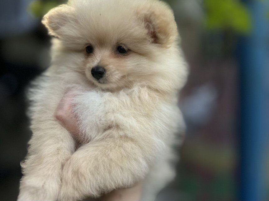 Щенки шпица