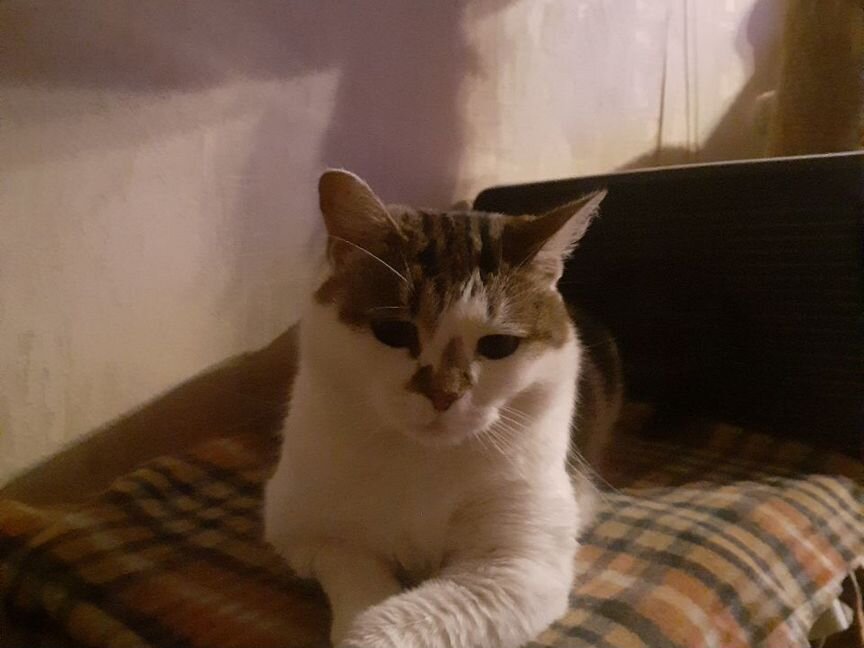 Кошка Молли ищет семью