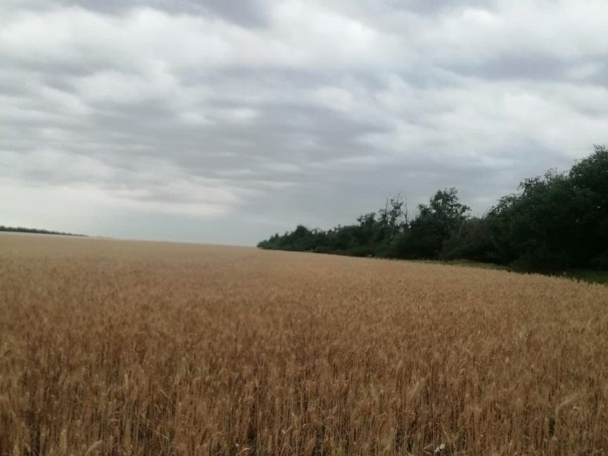 Продаю пшеницу с поля