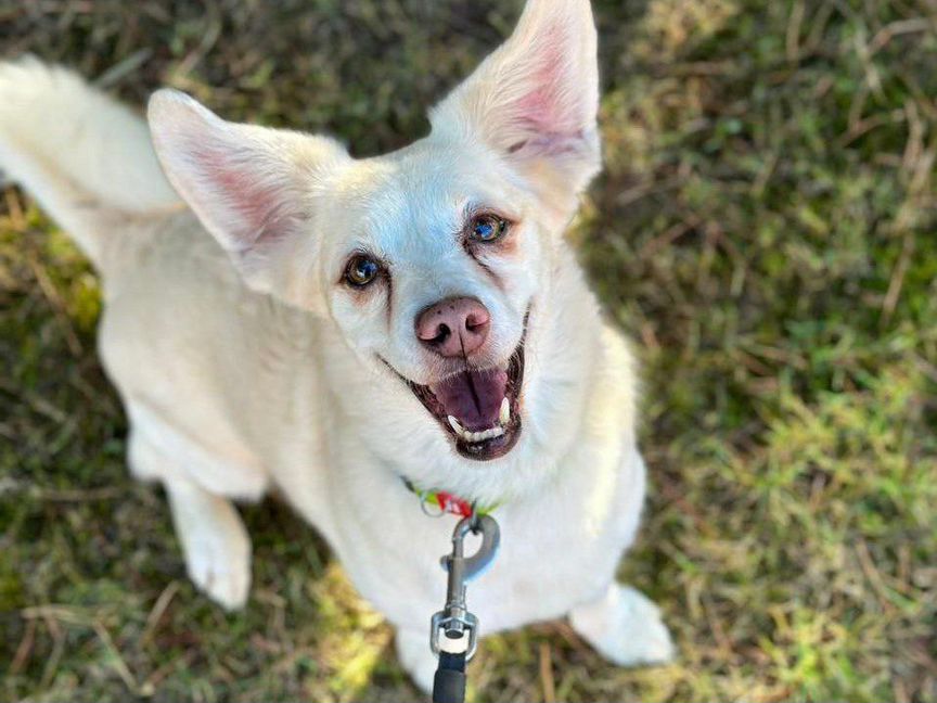 Собака в добрые руки