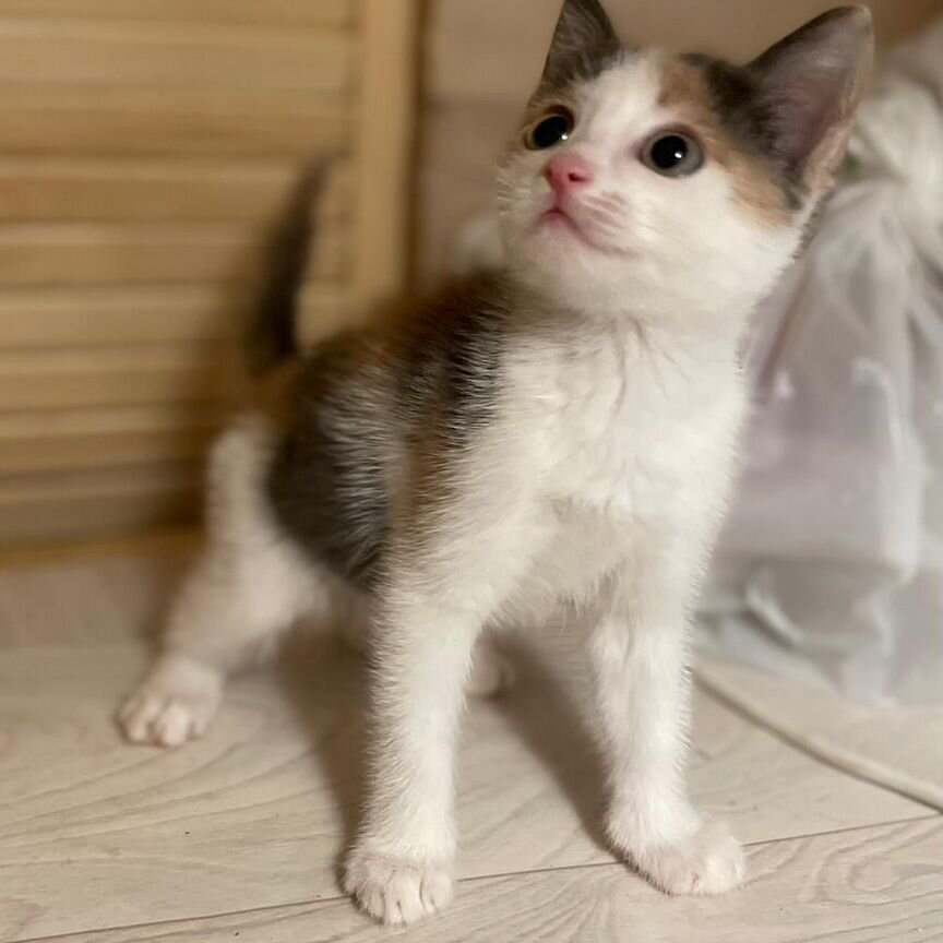 Котенок Шуня