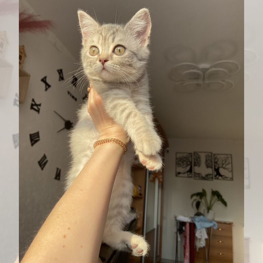 Британская кошечка