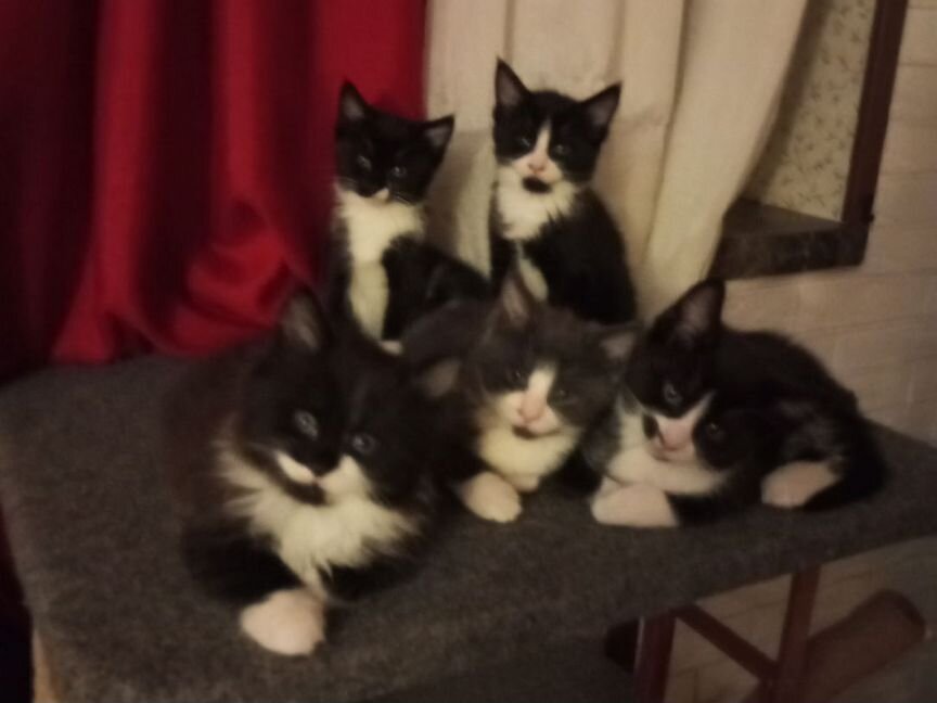 Котята мейн-кун