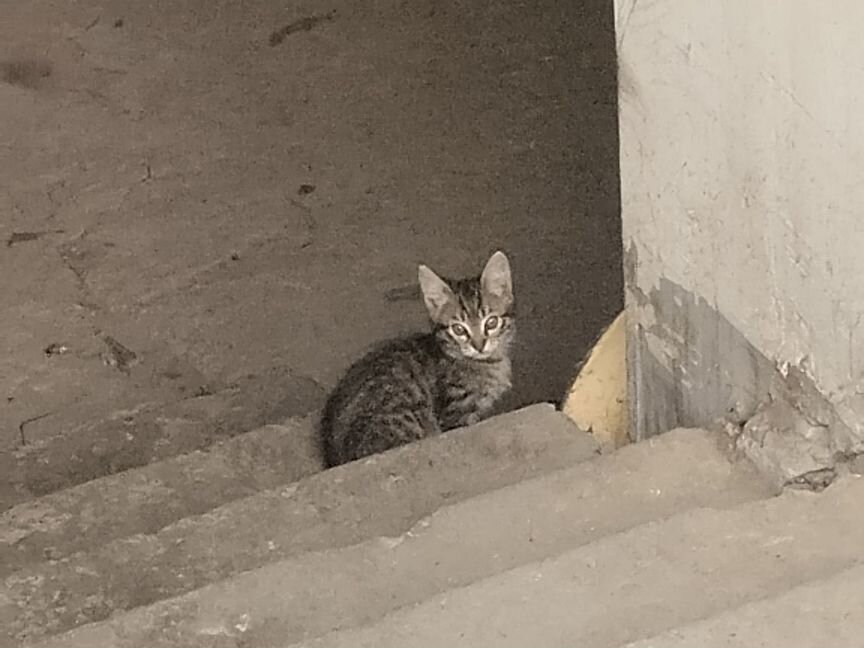 Котенок дворянских кровей