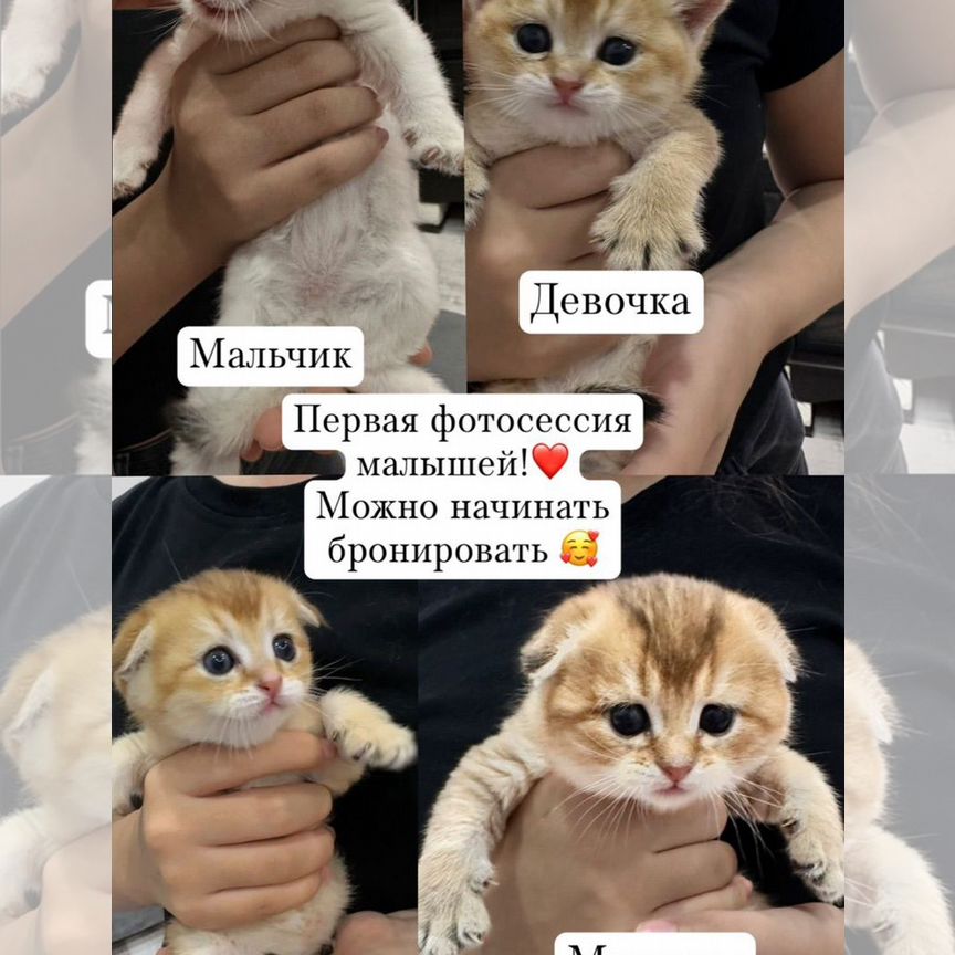 Шотландский вислоухий короткошёрстный котёнок