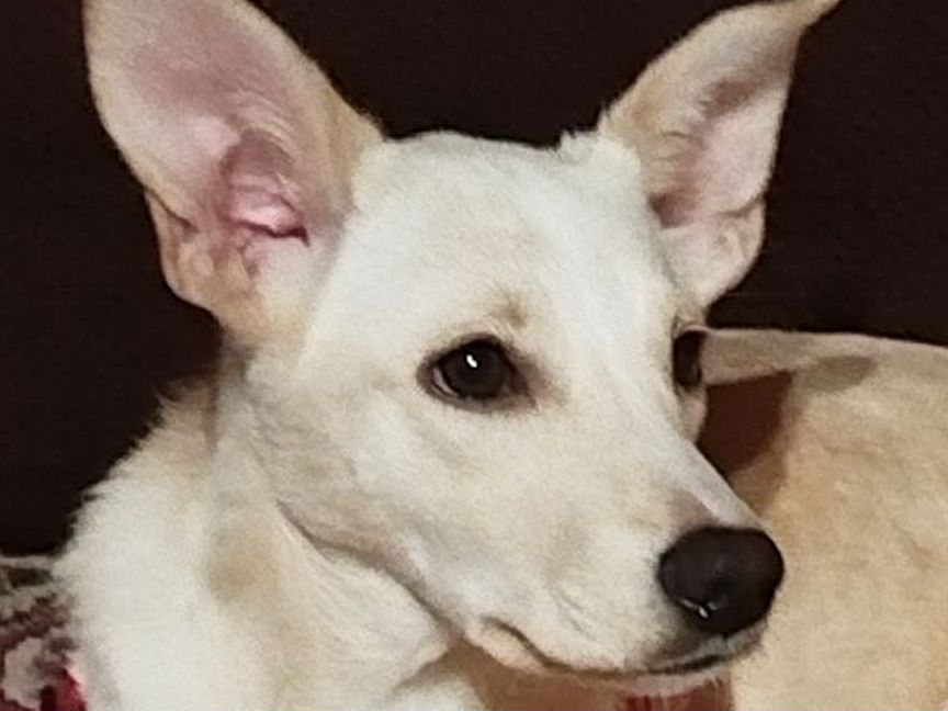 Щенок ищет дом