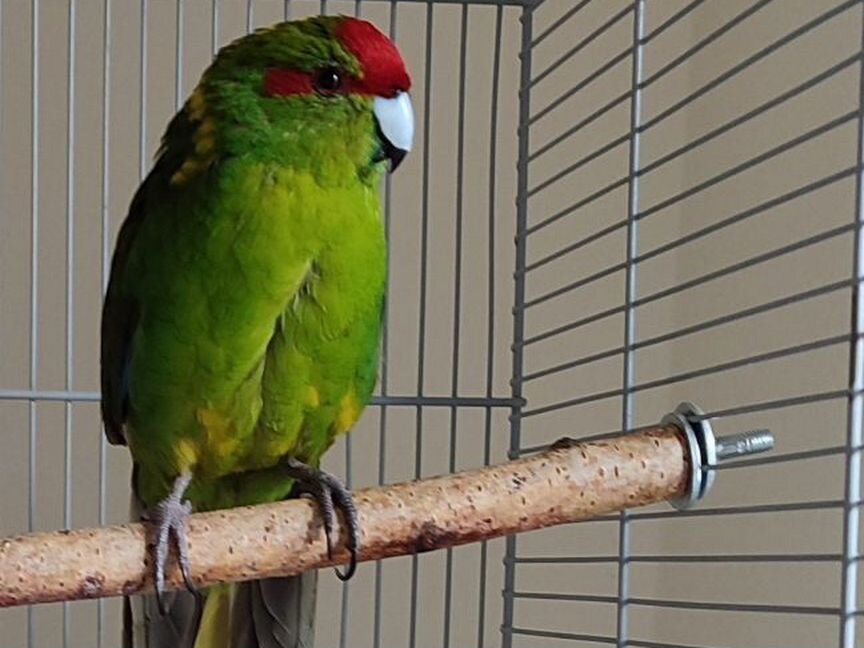 Какарики новозеландский прыгающий попугай