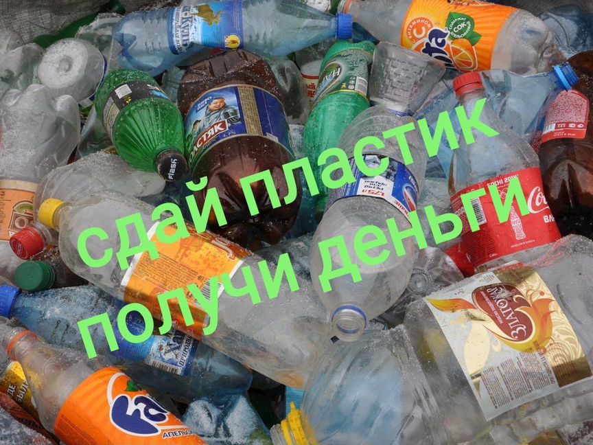 Куры молодки