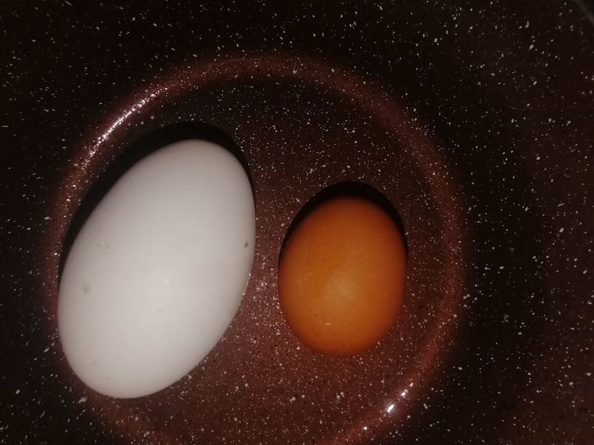 Яйцо гусинное пищевое